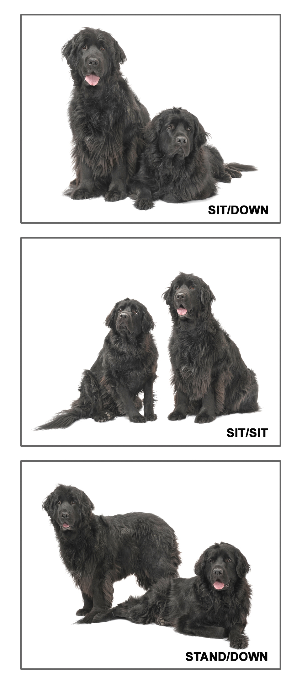 Dog Posing Made Easy - The Photographer Online