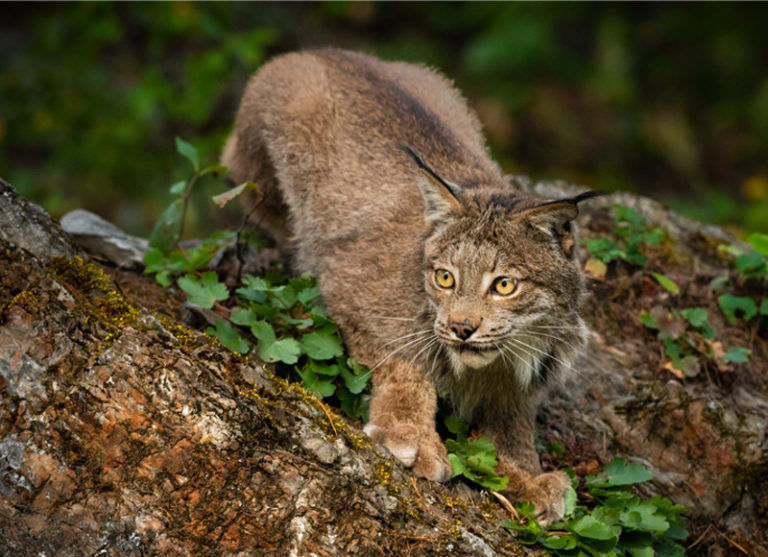 Photographing Furry Felines Big & Small - The Photographer Online